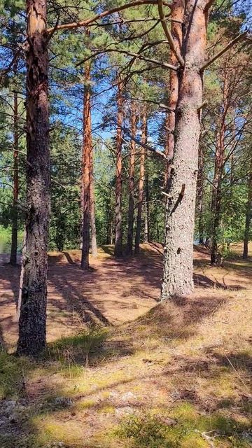 Ленинградская область 2024. Река Шоткуса. Июль 2024г (Часть 3)