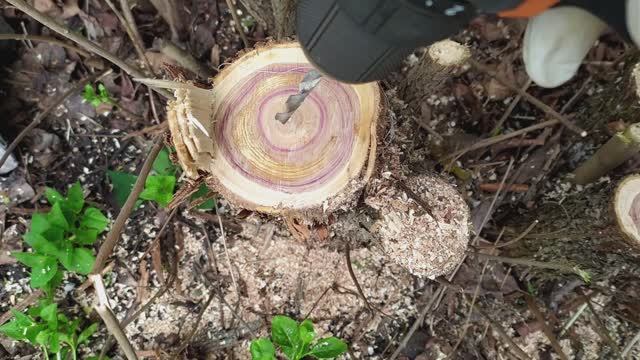 Как избавиться от сирени на даче