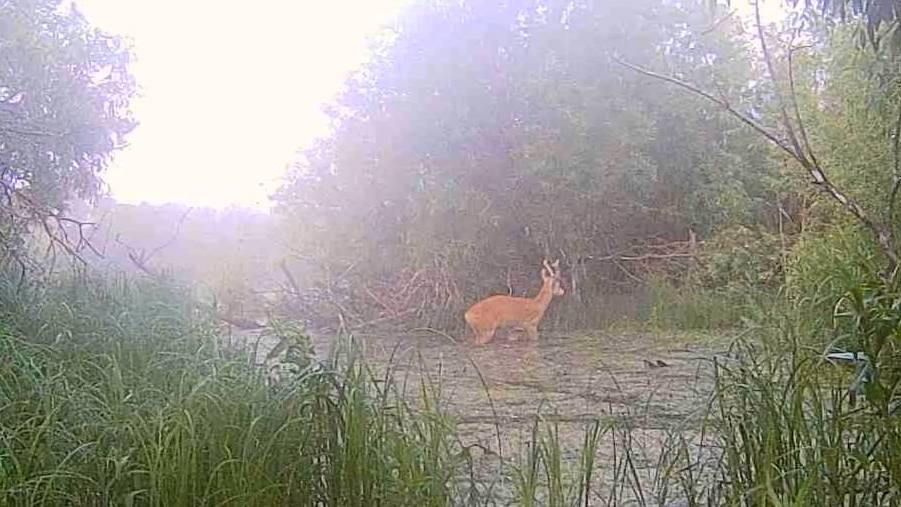 КАДРЫ ДИКОЙ ПРИРОДЫ! САМЕЦ СИБИРСКОЙ КОСУЛИ! ФОТОЛОВУШКА!