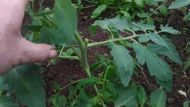 Пасынкование детерминантных помидор.