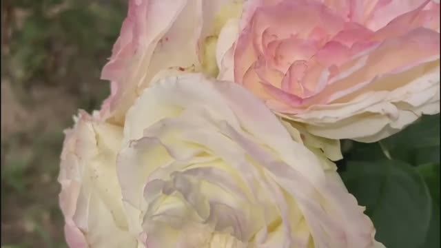 Изумительной красоты розы.