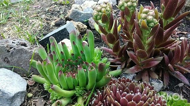 Каменные розы цветут