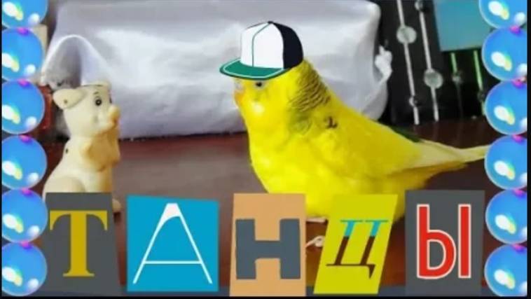 Как танцует попугай? Волнистый попугай танцует. Попугай танцует. Приколы с попугаями