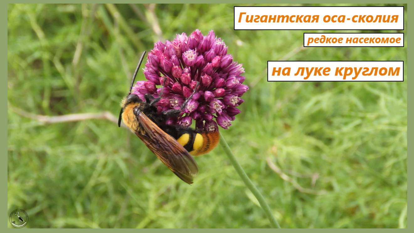 Сколия гигантская на цветке дикого лука круглого. Мирная, но редкая оса. 14.06.25