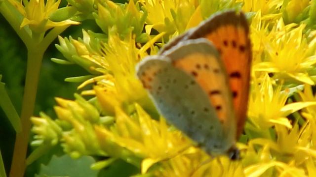 Утро в деревне