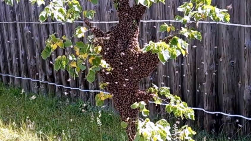 Пчеловодные воспоминания за 2024 год