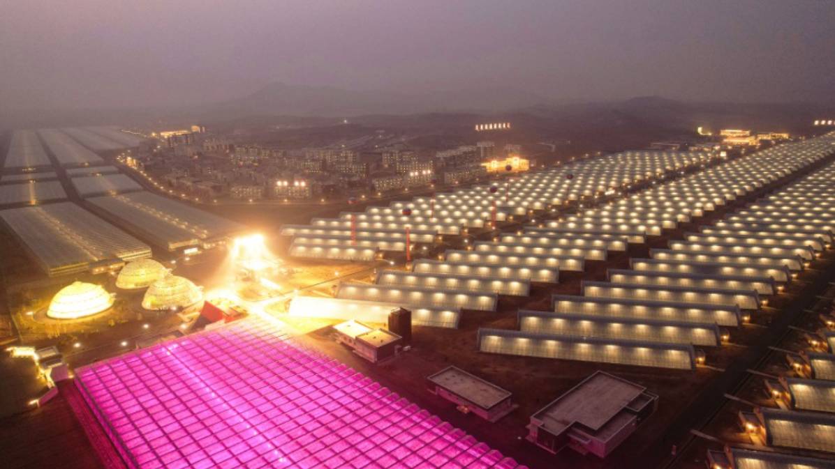 강동종합온실농장. Кандонский тепличный комбинат.