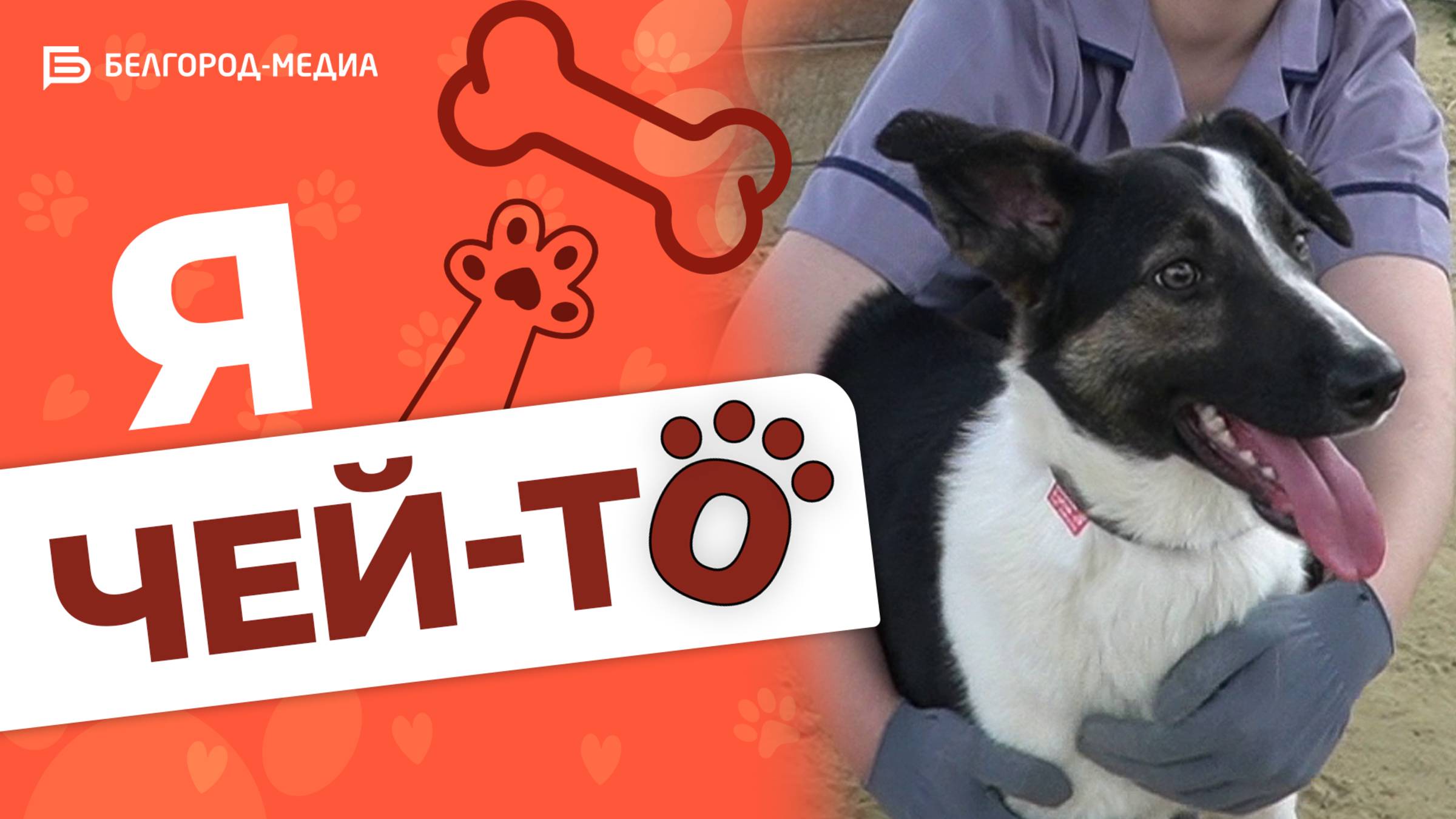 Игривый пёс Рич|Проект «Я чей-то»