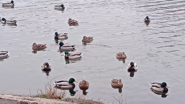 🦆Утки на пруду🦆Парк ЦПКиО в Рязани🦆Рюминский пруд🦆