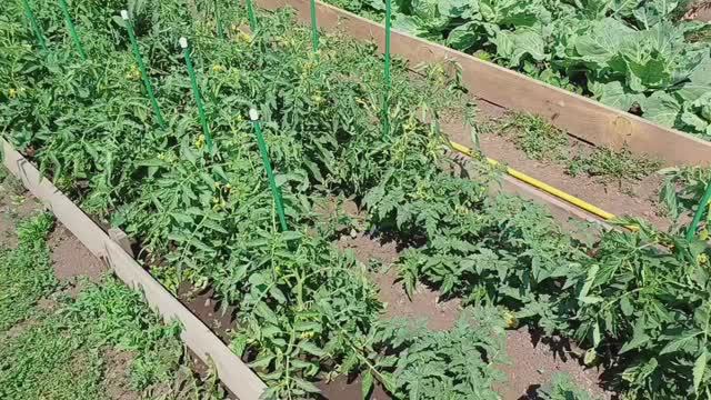 Огородный влог Наше небольшое хозяйство Собираем урожай