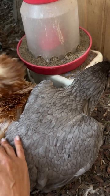 Куриные нежности