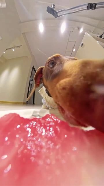 "Приятного аппетита" с этим замечательным псом.#юмор #собака #смешная