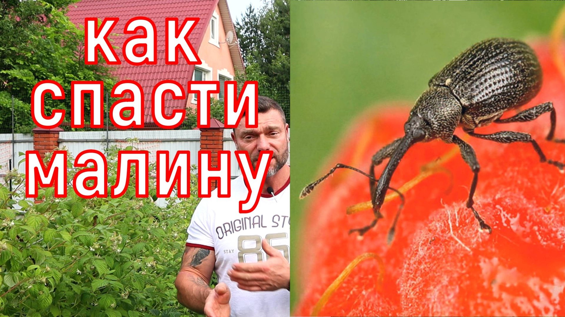 Спасаем урожай малины! Как и чем уничтожить долгоносика!