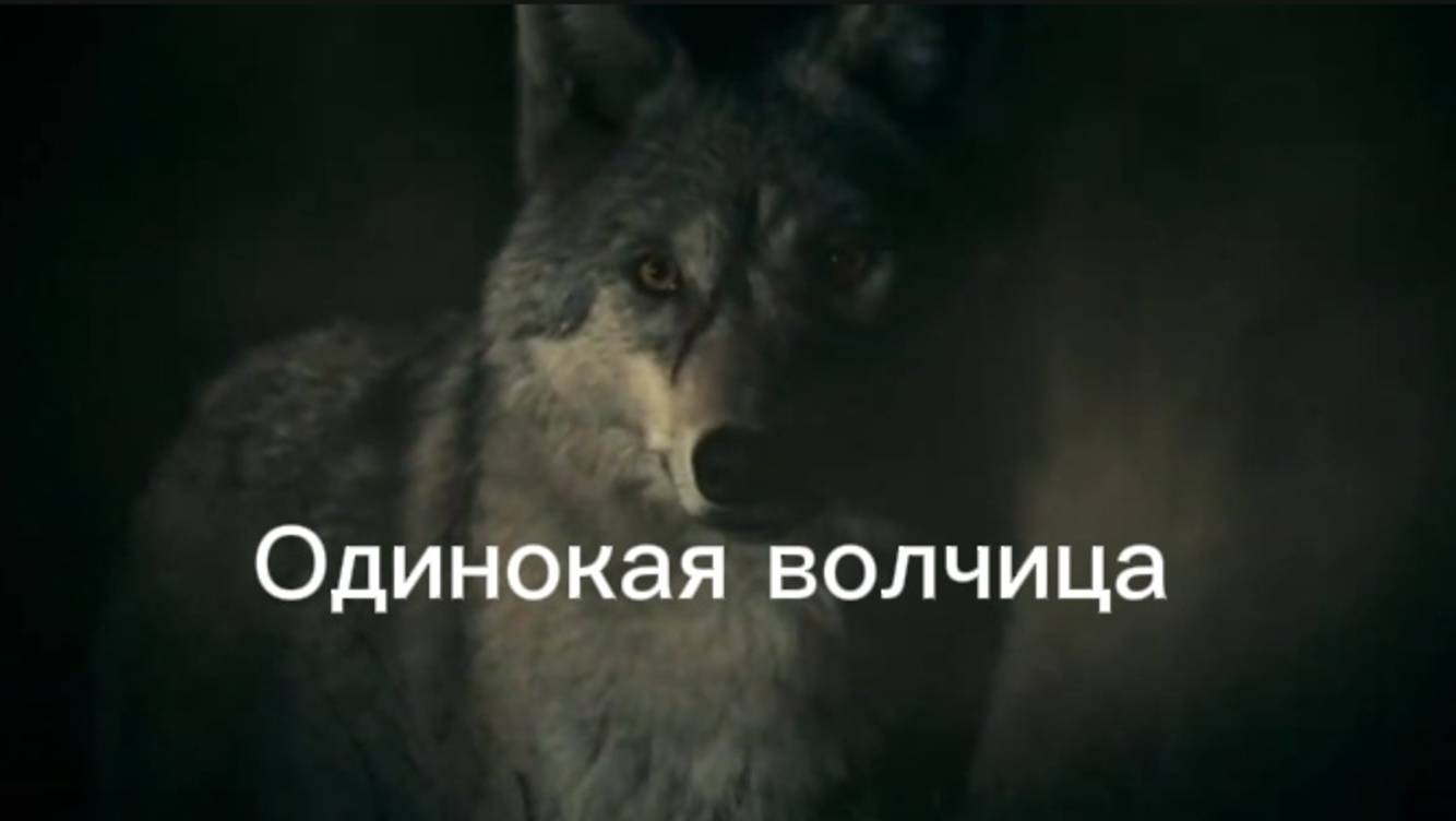ОДИНОКАЯ ВОЛЧИЦА. Денис Подобин #kAr_RoZi