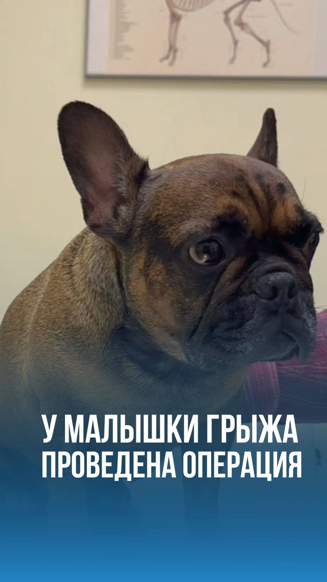 У собаки грыжа, которая вызывала сильный дискомфорт и мешала ей жить полноценной жизнью.