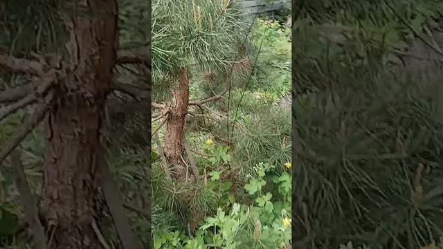 Айва и разности