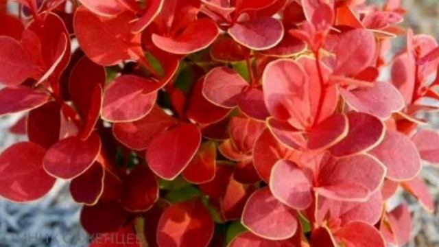 Барбарис Тунберга Руби Стар - яркое украшение сада