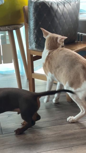 Укусили за писюн