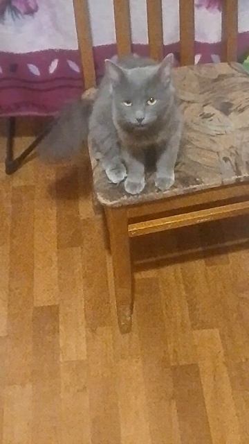 вот так сильно кот хочет булочку