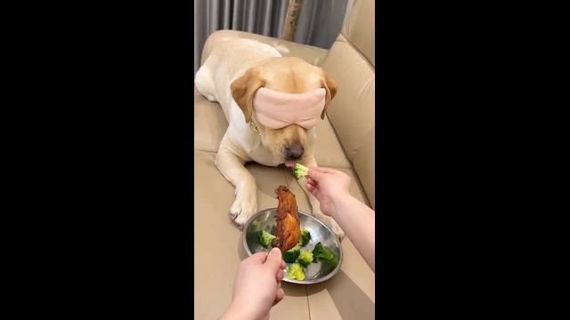 Реакция собаки на обман - 2024 год (uu)