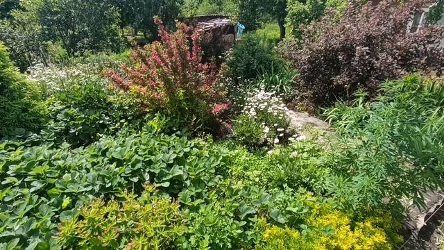 Продуктивно прошел первый день выходных , собрали чабрец и клубнику .