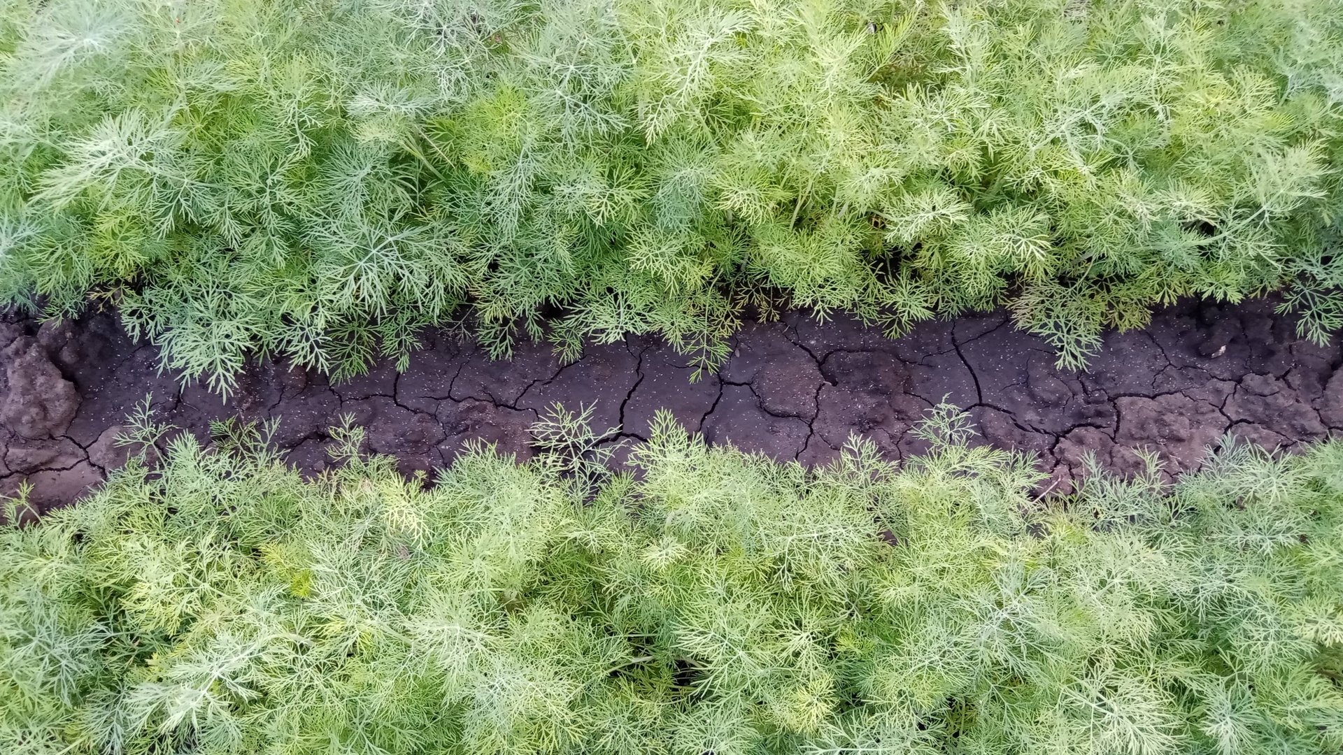 СУШКА УКРОПА В ДЕГИДРАТОРЕ.