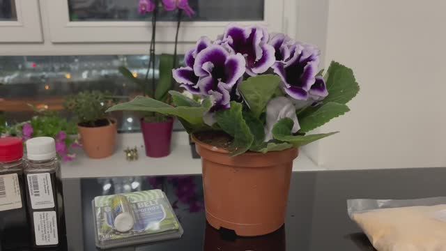 Цветение комнатных цветов: глоксиния микс, орхидея, петунии 4 сорта, пеларгония, 14.06.2025 г