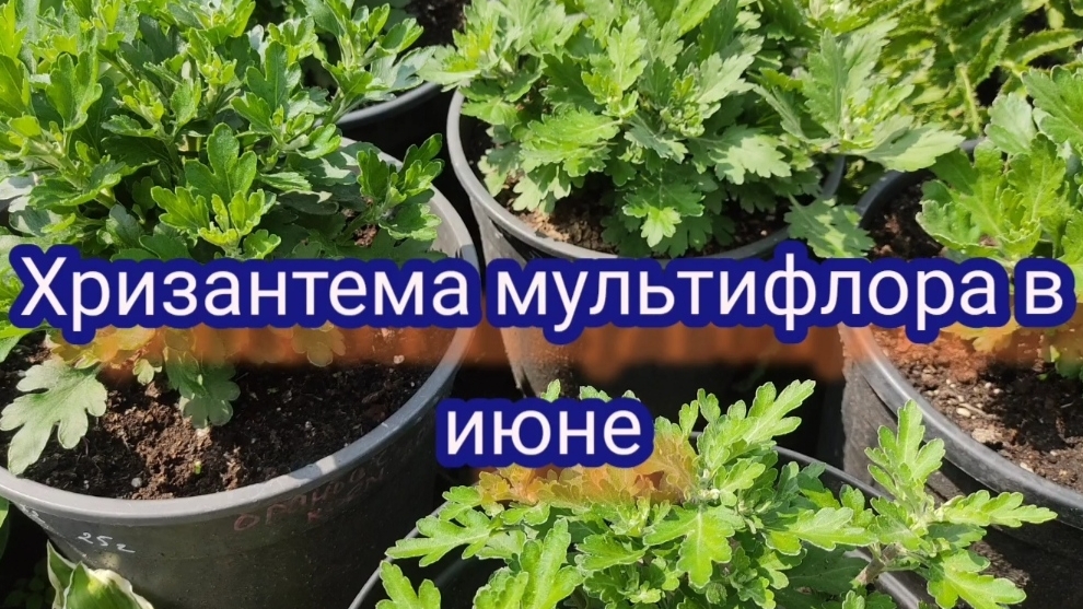 Хризантема мультифлора в июне. Подкормка. Что делать с бутонами. Профилактика болезней