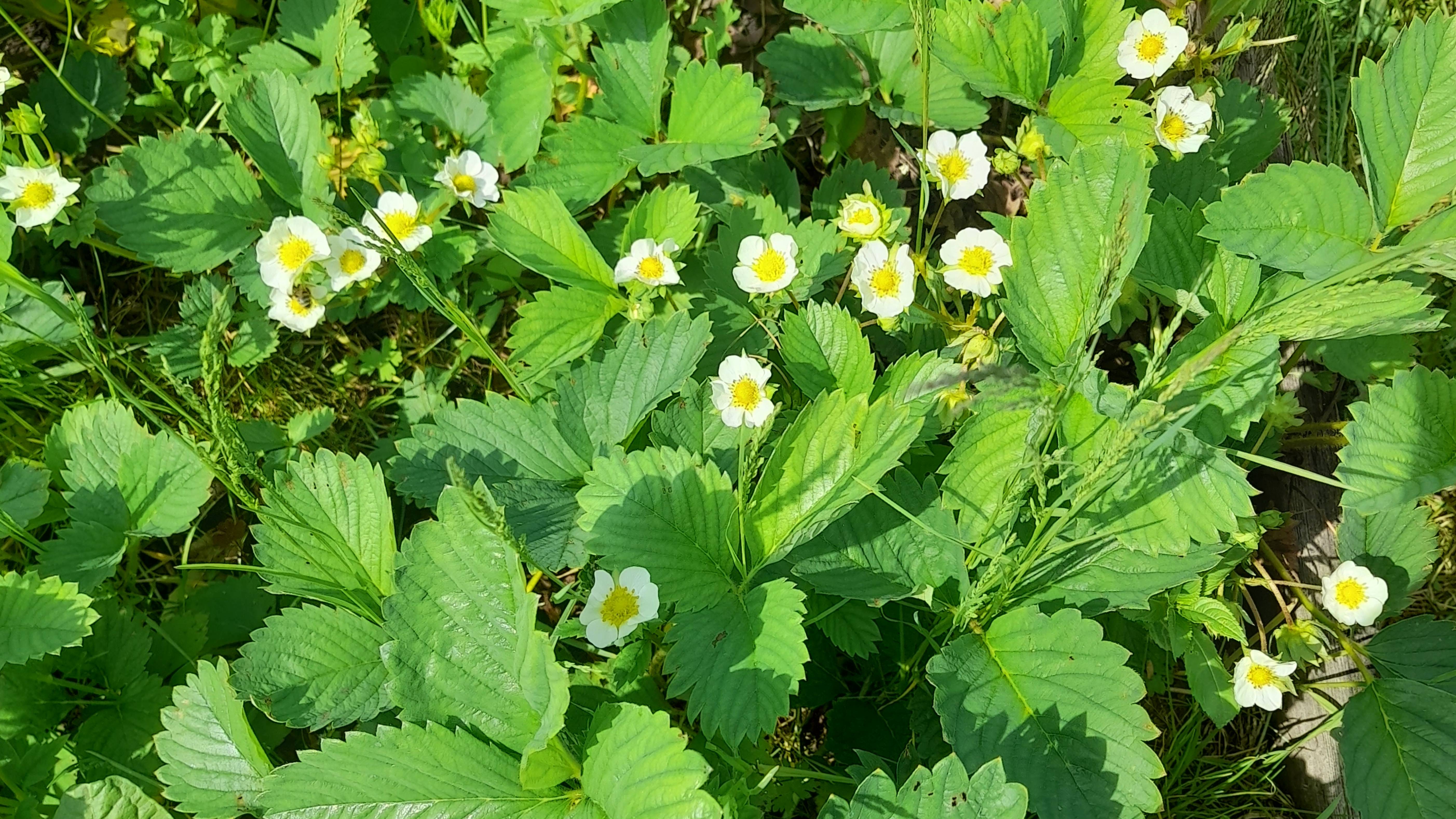 20250614_150149_001 Тишина, зной, июнь, Сибирь. Первые 30 секунд слушаем тишину