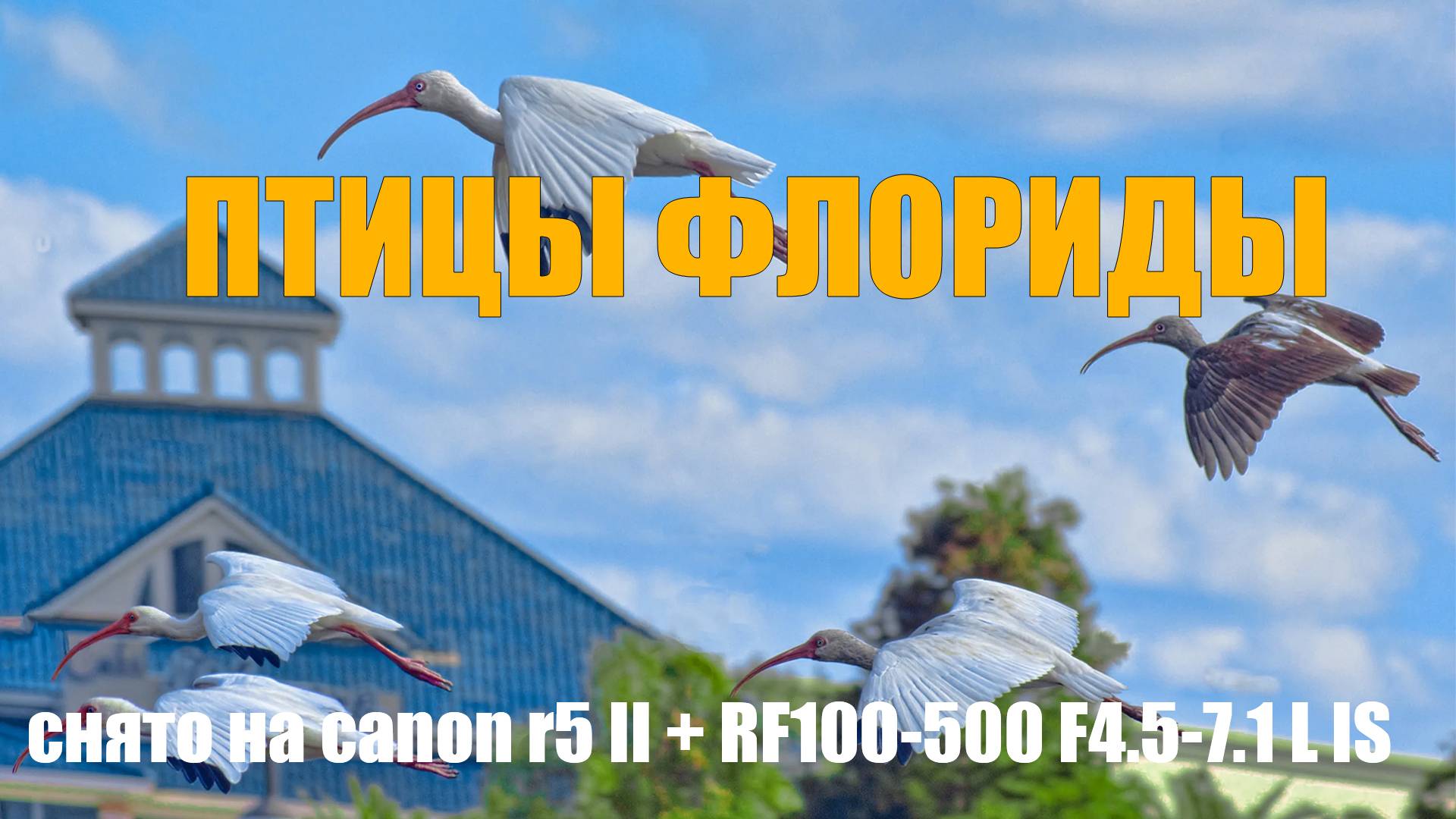 Птицы Флориды снято на canon r5 II