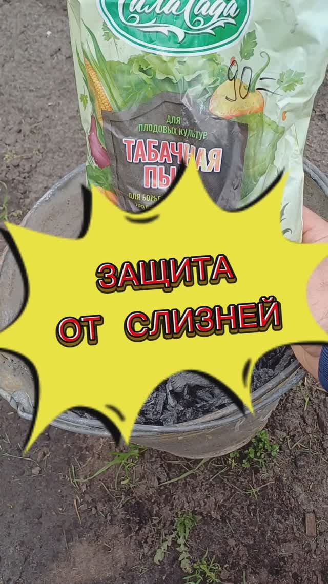 Защита капусты от слизней 👍😊