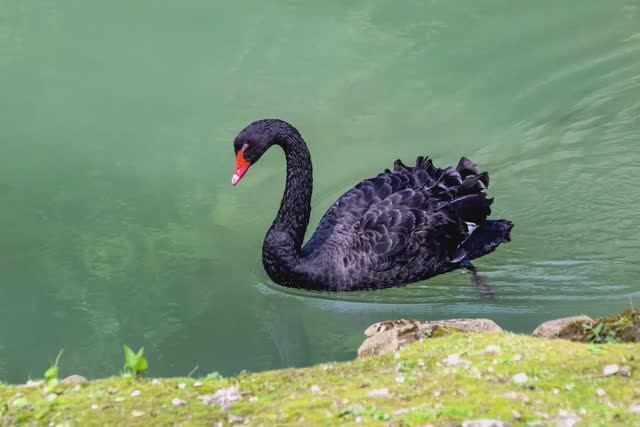 Дендрарий нижний. Сочи