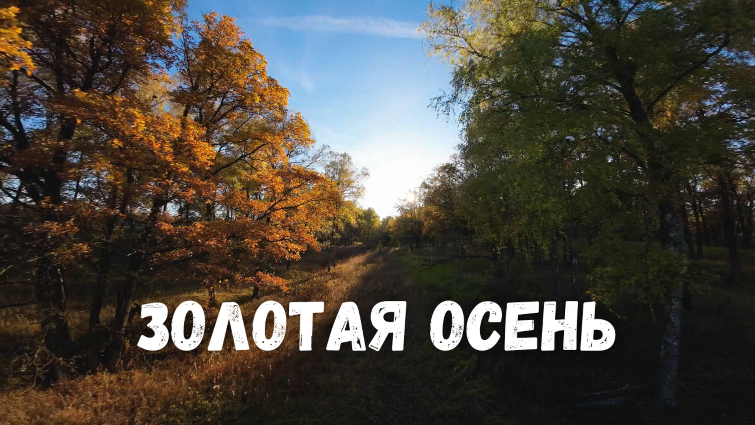 Золотая осень! Полет в лесу на FPV дроне
