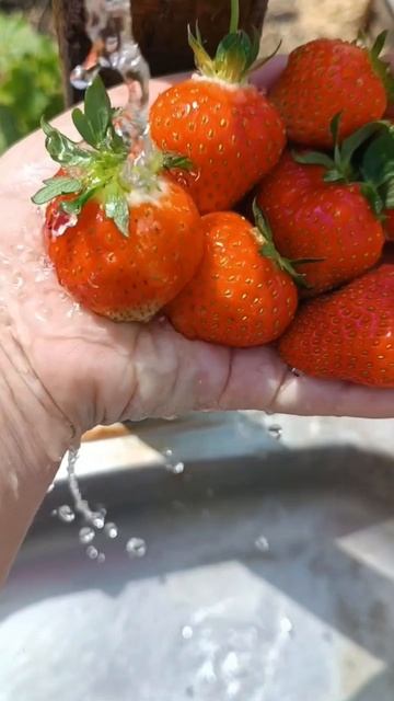 Клубничный сезон