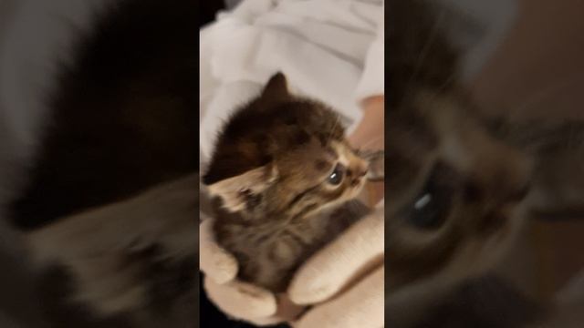 Мелкий грызун