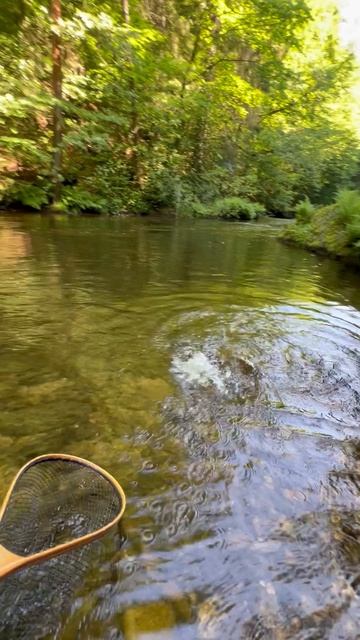 Узнаешь эту рыбу?) Это НЕ ФОРЕЛЬ! Timon Flat Tricoroll 45S сделал свою работу! #ультралайт #bfs