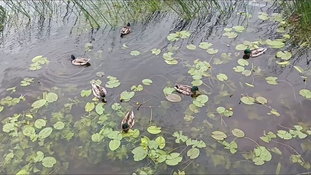 14-06-2025.Водная идиллия.