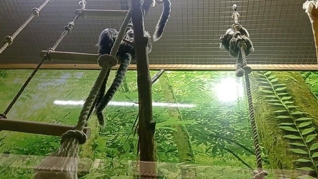 🐒Самая маленькая обезьянка🐒Игрунка обыкновенная 🐒Милейшая обезьяна🐒