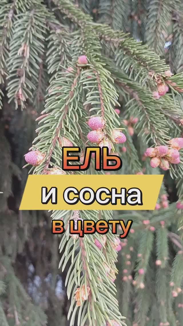 Ель и сосна в цвету, красота 👍
