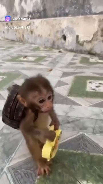 обезьянки 🤣