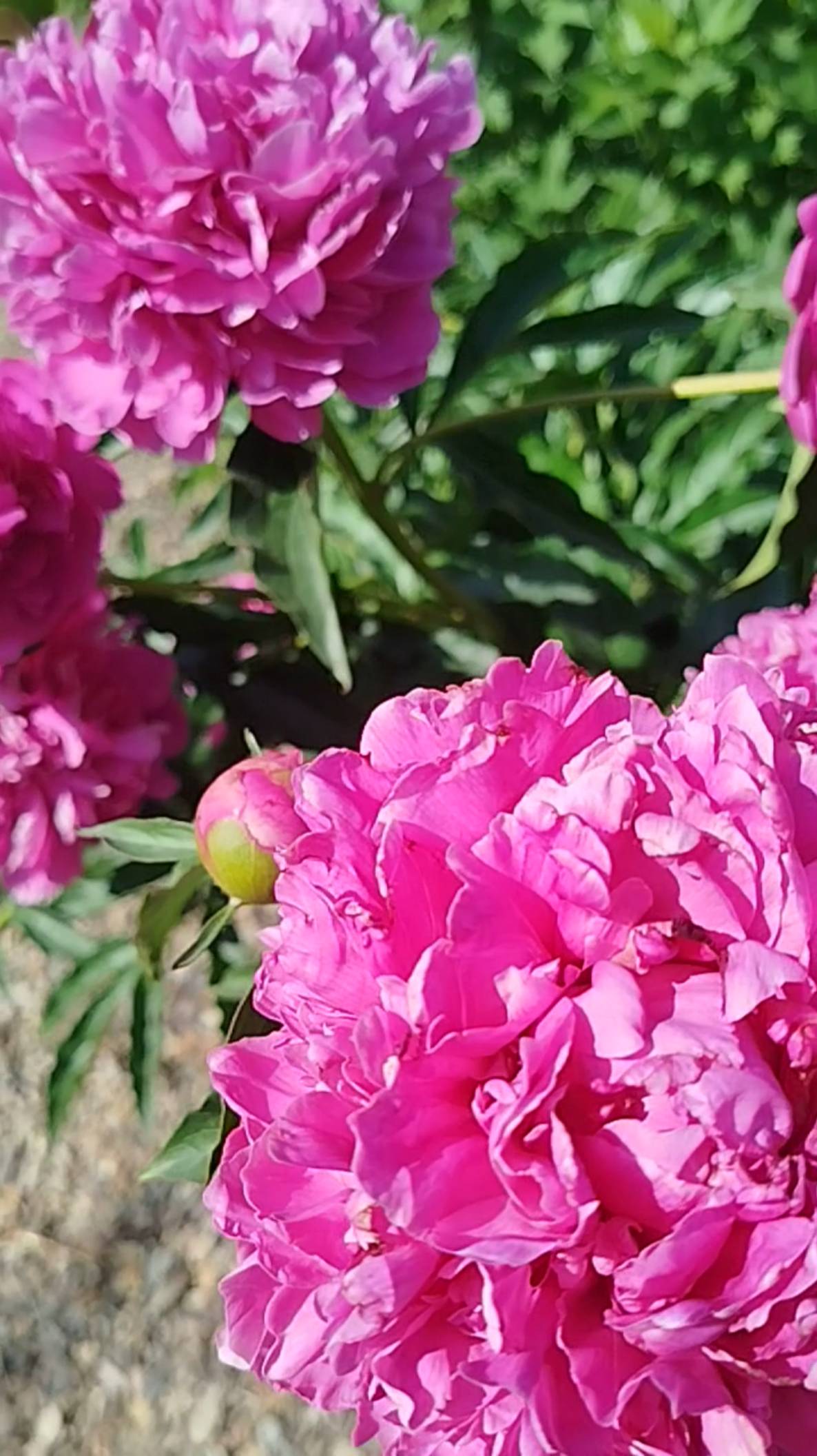 Дача 2025. ANiS - Heartbeat #сад #дача