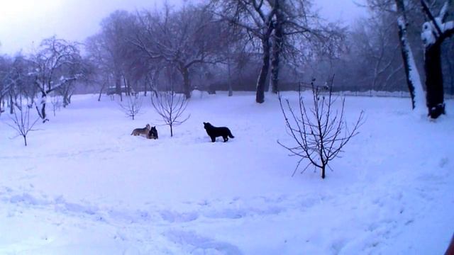 СОБАКИ ДАЖЕ ЗИМОЙ ЗАНИМАЮТСЯ ЭТИМ, НО Я ОПОЗДАЛ