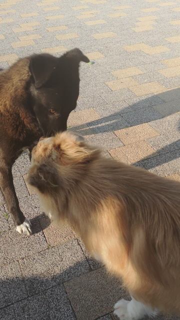 Севастополь 13.06.2025.  Аппа резвится.