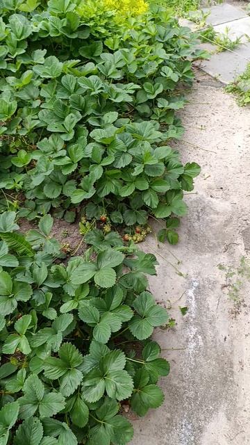 Наступило сладкое время , полным ходом созриваетклубника