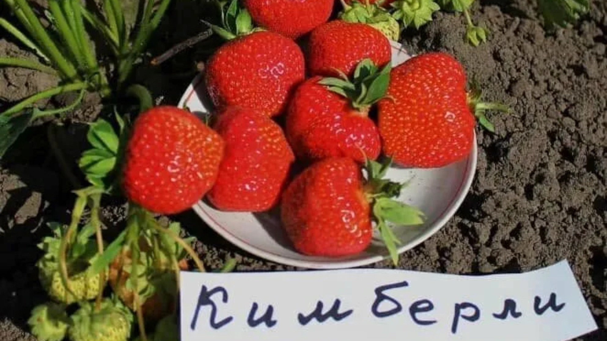 Показываю свою клубнику после всех подкормок в которых рассказывала в предыдущих роликах