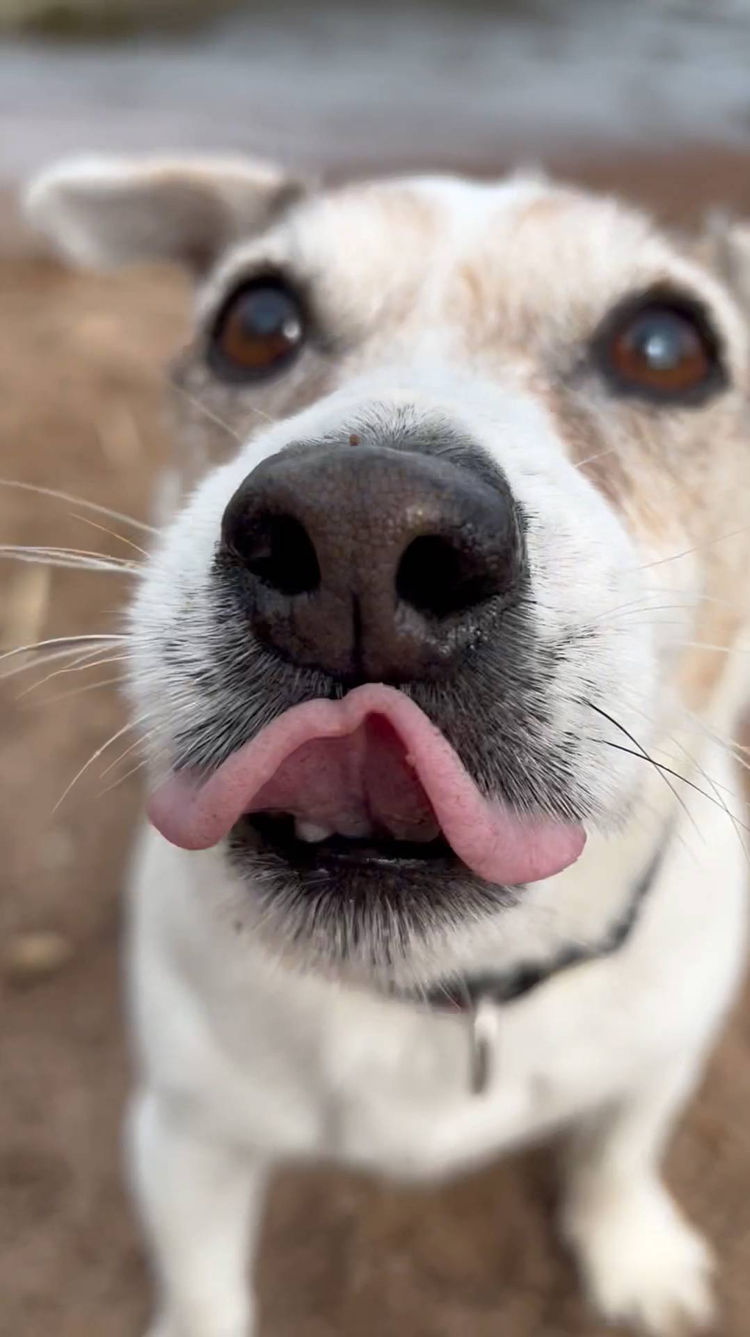 Ну когда уже откроем этот купальный сезон 🌊🐶