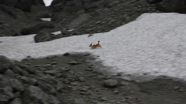 Собачья радость - снег среди лета!
