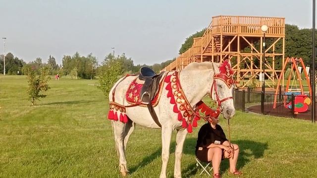 🐎Катание на лошадях и пони🐎День города🐎Нарядные лошадки 🐎