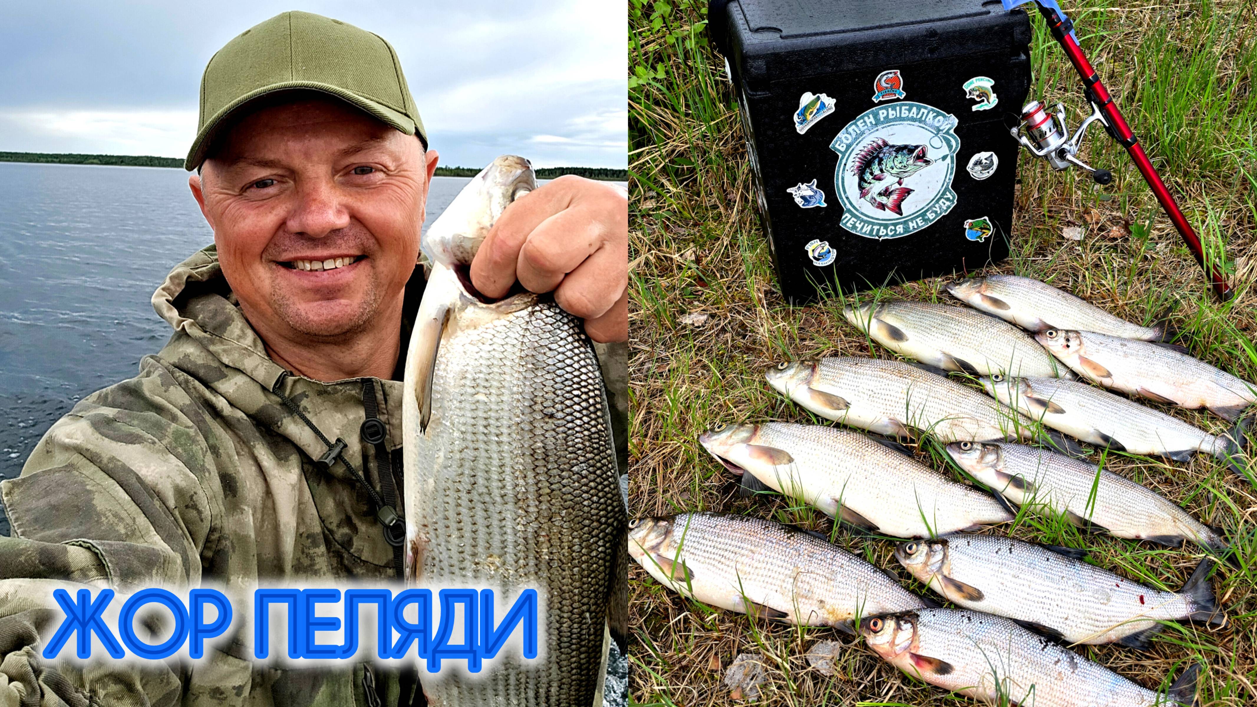 ЖОР ДИКОЙ ПЕЛЯДИ