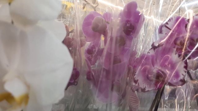 14.06.2025г. Новая поставка орхидей в Лемана Про г. Ставрополя.